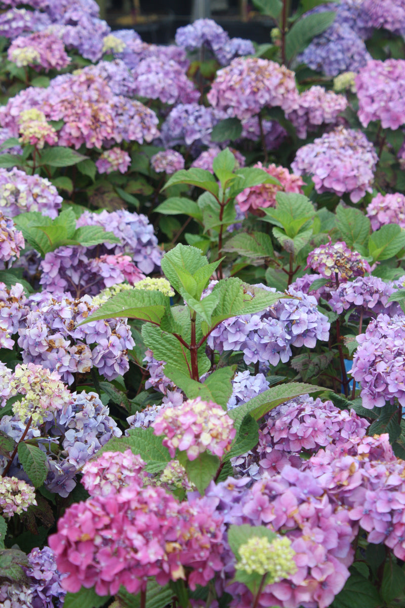 Great for eye catching flowers – Field2home.com