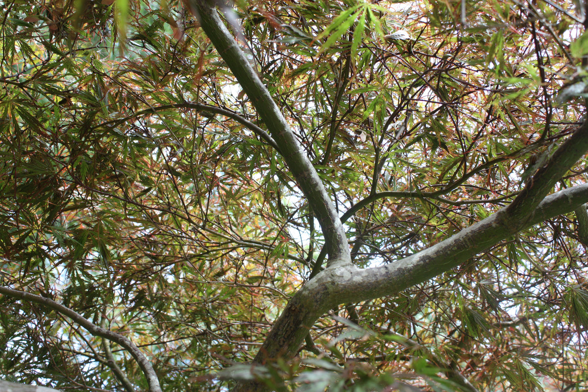 Focal Point and Feature Trees – Field2home.com
