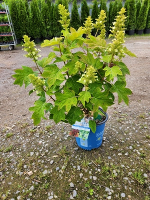 Toy Soldier Oakleaf Hydrangea - Bloomin' Easy – Field2home.com