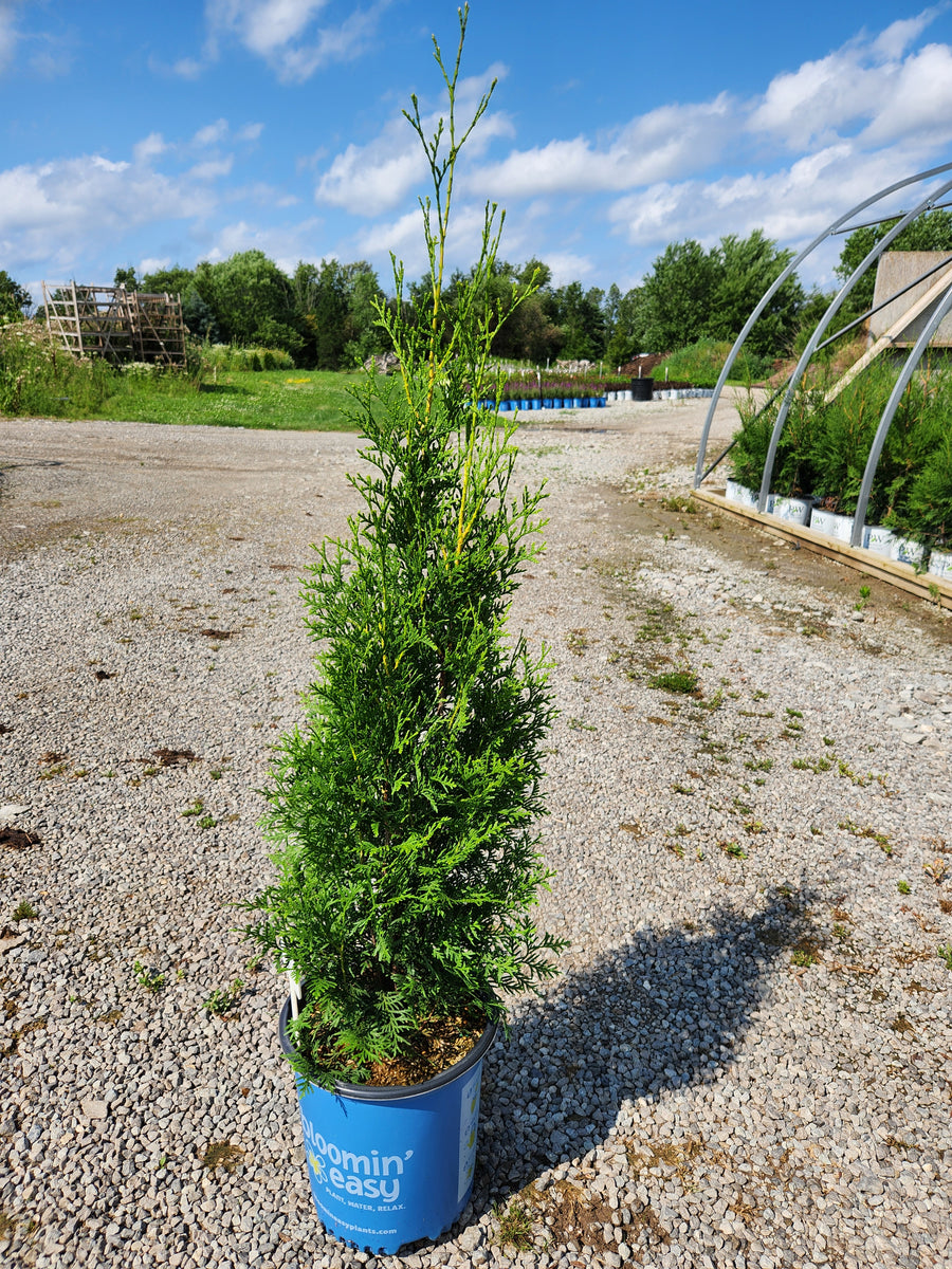 Private Jet™ Cedar - Bloomin' Easy – Field2home.com