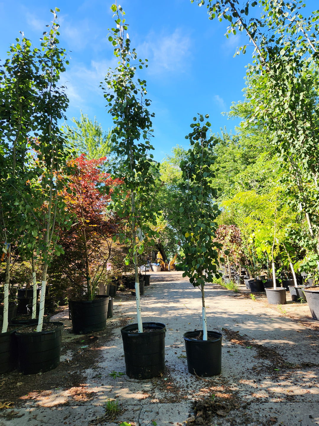 Columnar Swedish Aspen – Field2home.com