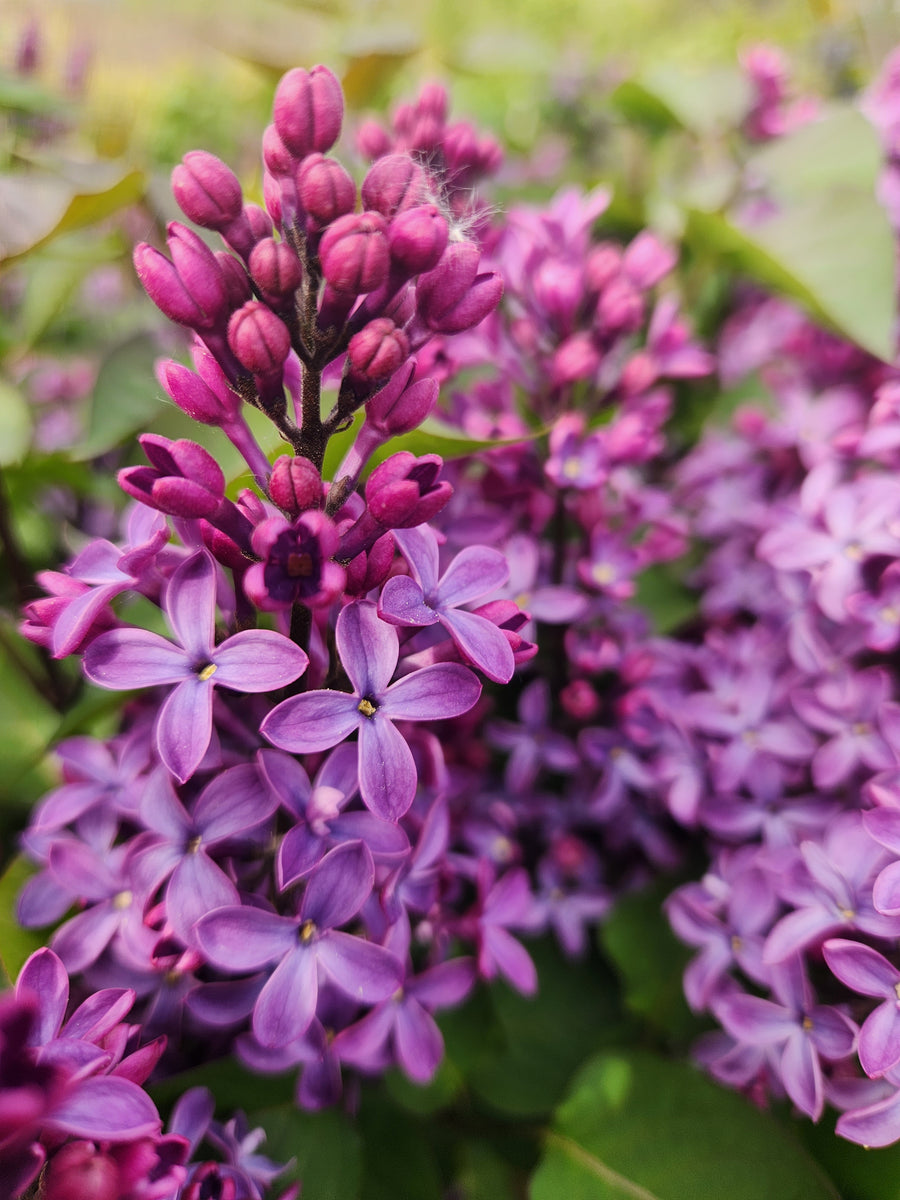 Virtual Violet® Lilac – Field2home.com