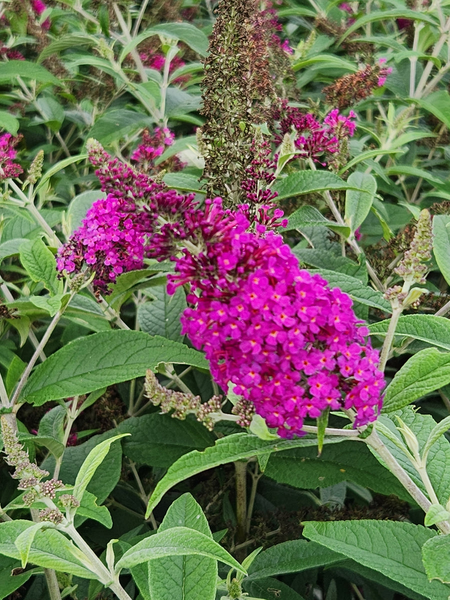 Miss Ruby Butterfly Bush - Proven Winners – Field2home.com