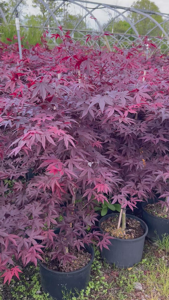Emperor 1 Japanese Maple – Field2home.com