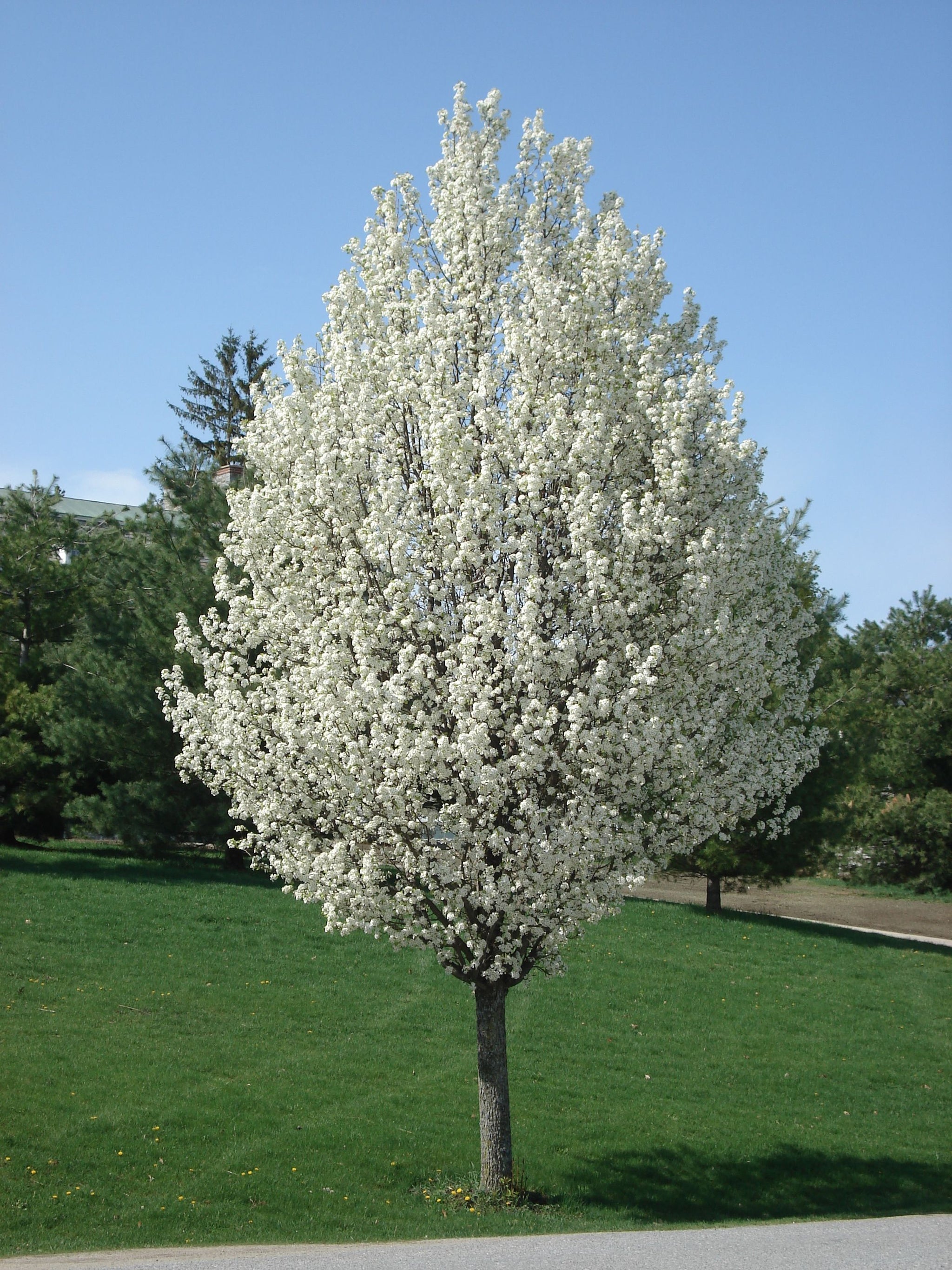 Focal Point and Feature Trees – Field2home.com
