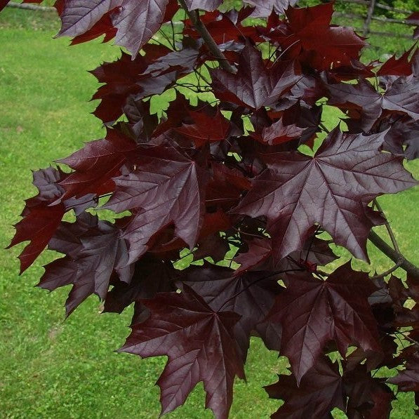 Crimson King Maple – Field2home.com