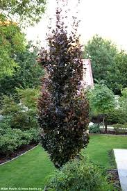 Dawyck Purple Columnar Beech – Field2home.com