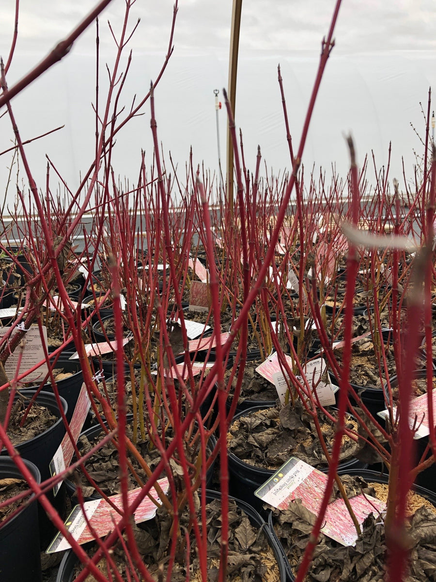 Red Osier Dogwood – Field2home.com