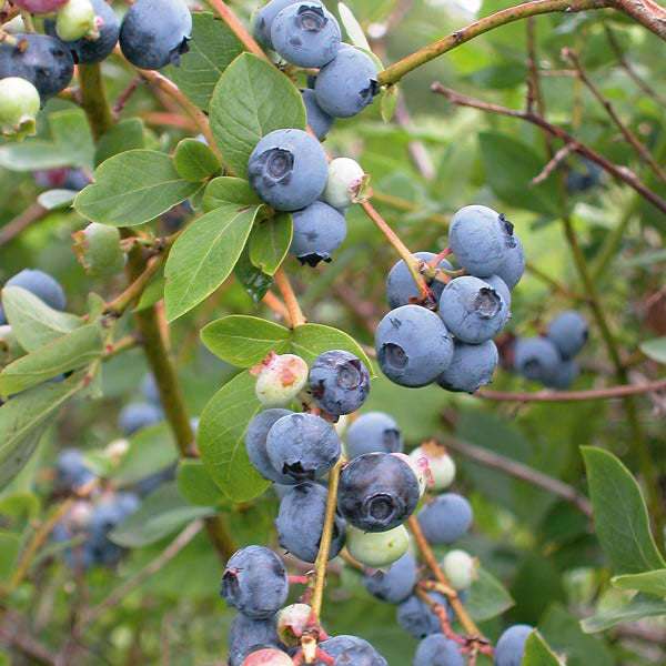 Elliott Blueberry – Field2home.com