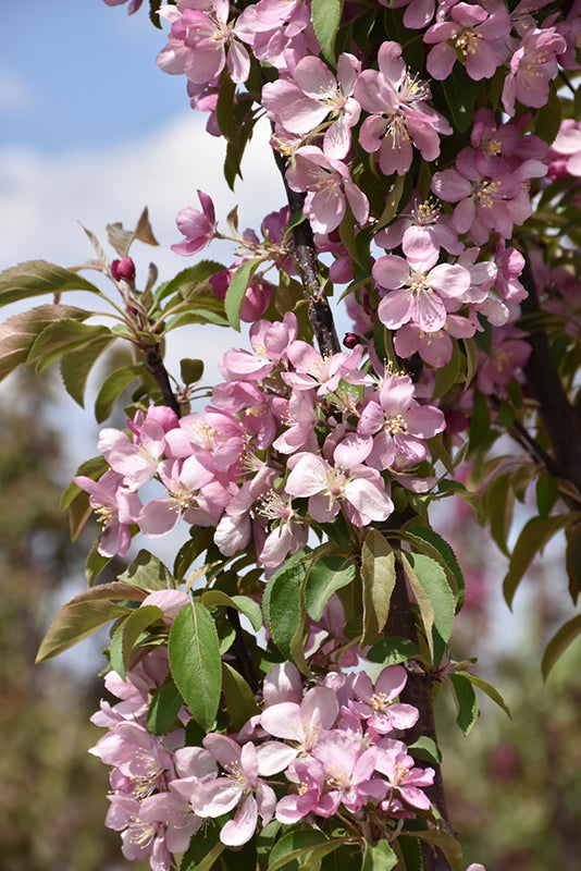 Emerald Spire Crabapple – Field2home.com