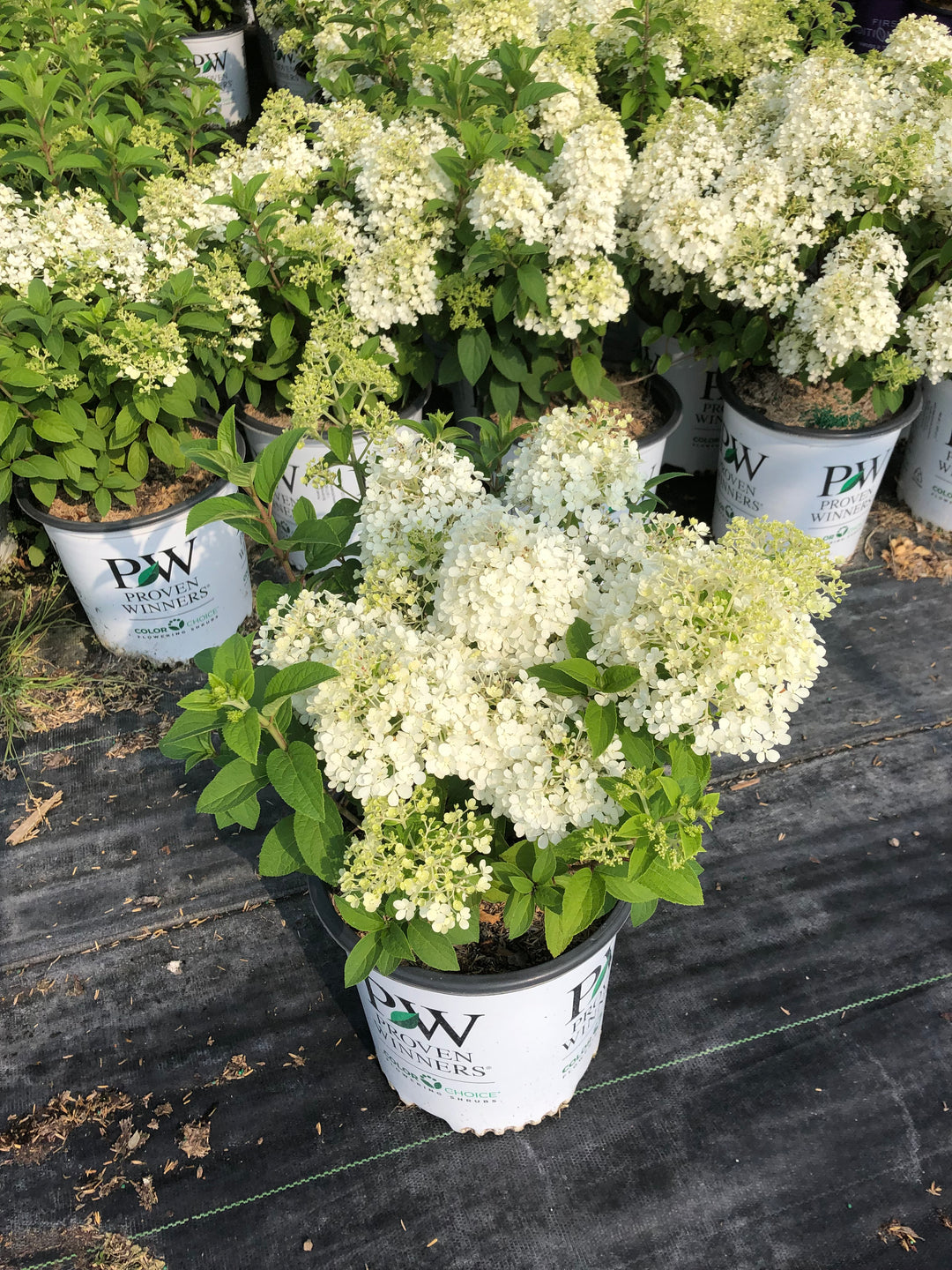 Bobo Hydrangea - PW – Field2home.com