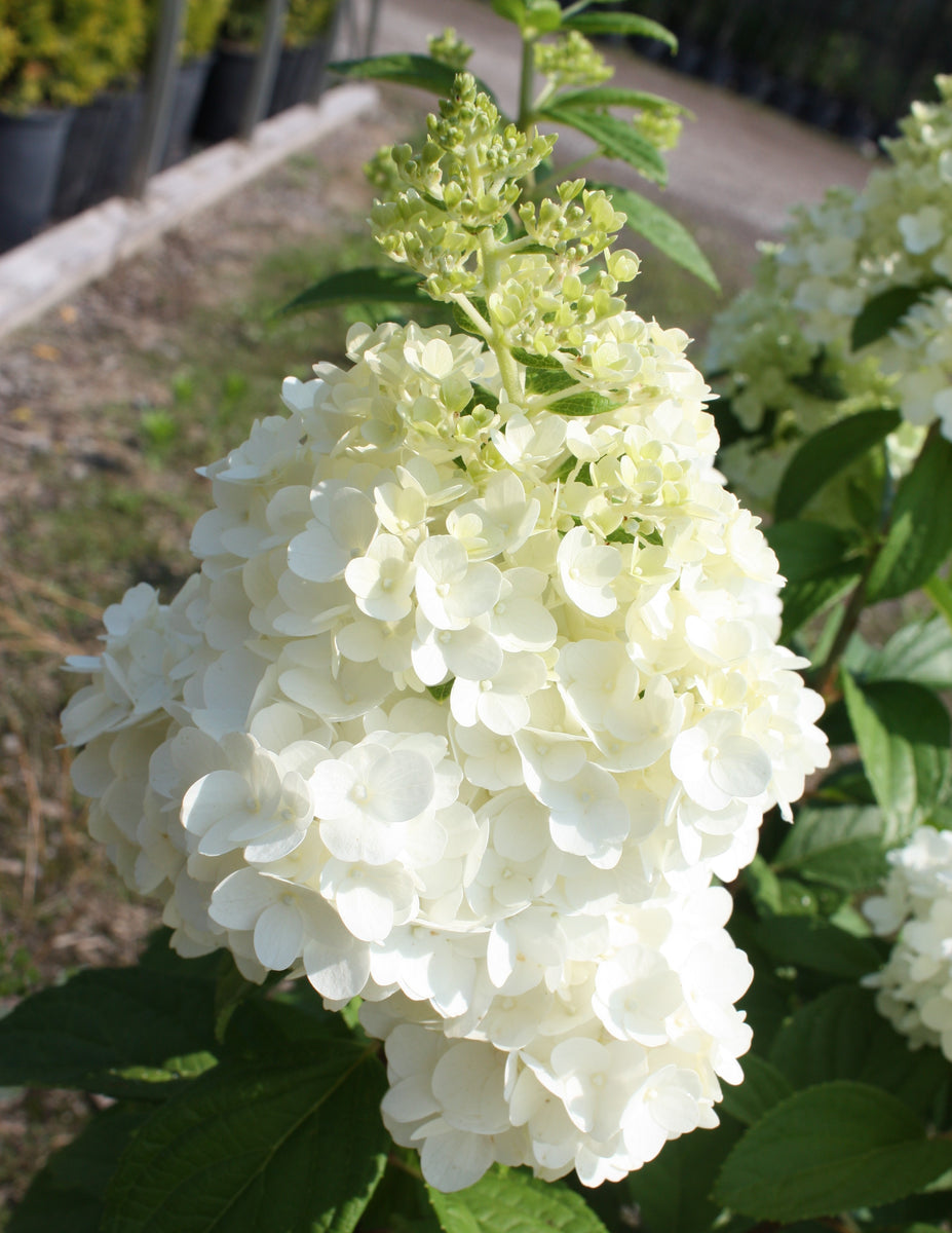 Lavalamp Moonrock Hydrangea - Bloomin' Easy – Field2home.com