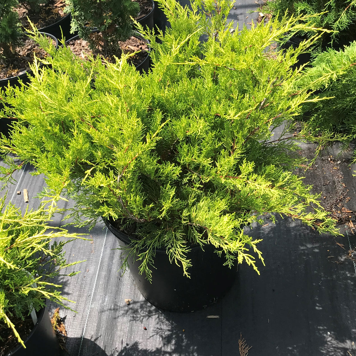 Old Gold Juniper – Field2home.com