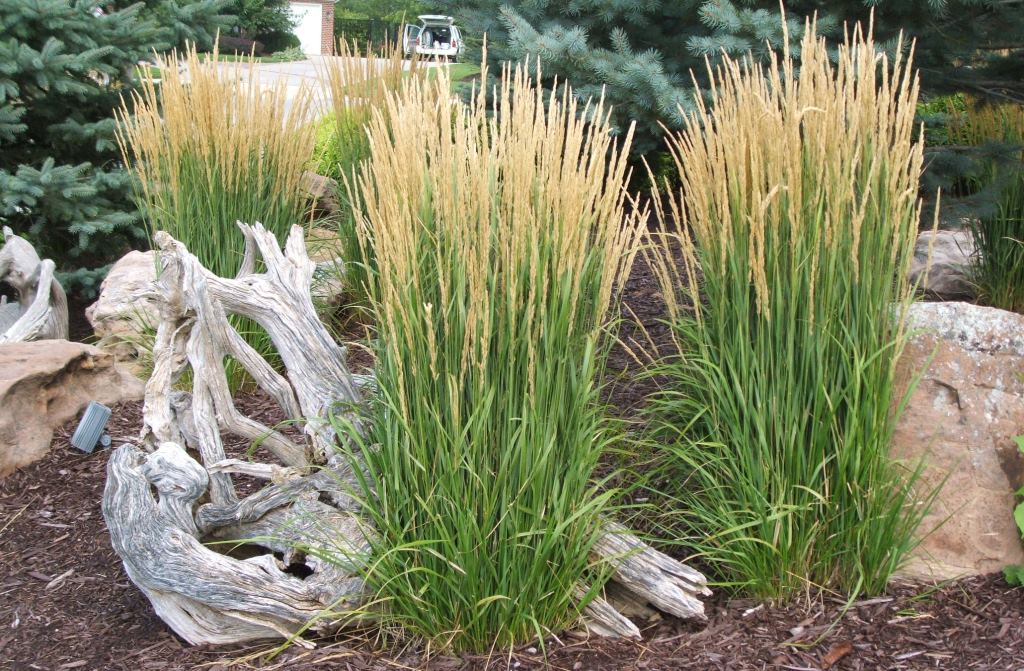 Karl Forester Reed Grass – Field2home.com