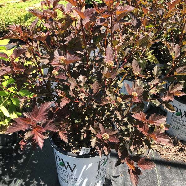 Summer Wine Black Ninebark - PW – Field2home.com