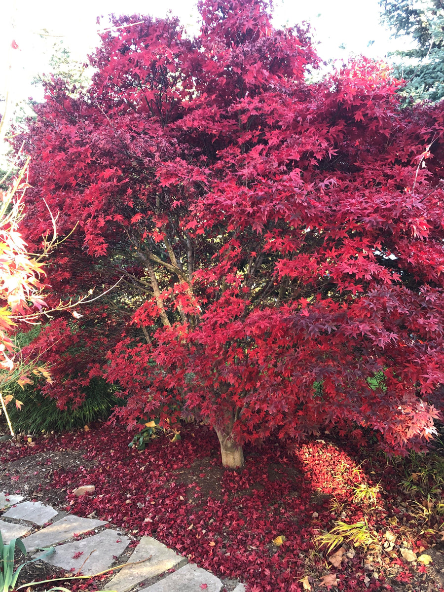 Twombly's Red Sentinel Japanese Maple – Field2home.com